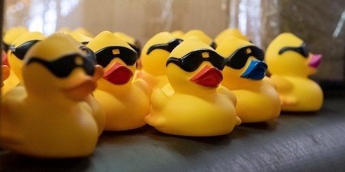 Duck Drop Event on May 20! | Stoughton Fine Arts